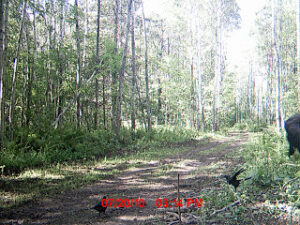 What is It? – Appearances Can Be Deceiving – CliffBarackman.com